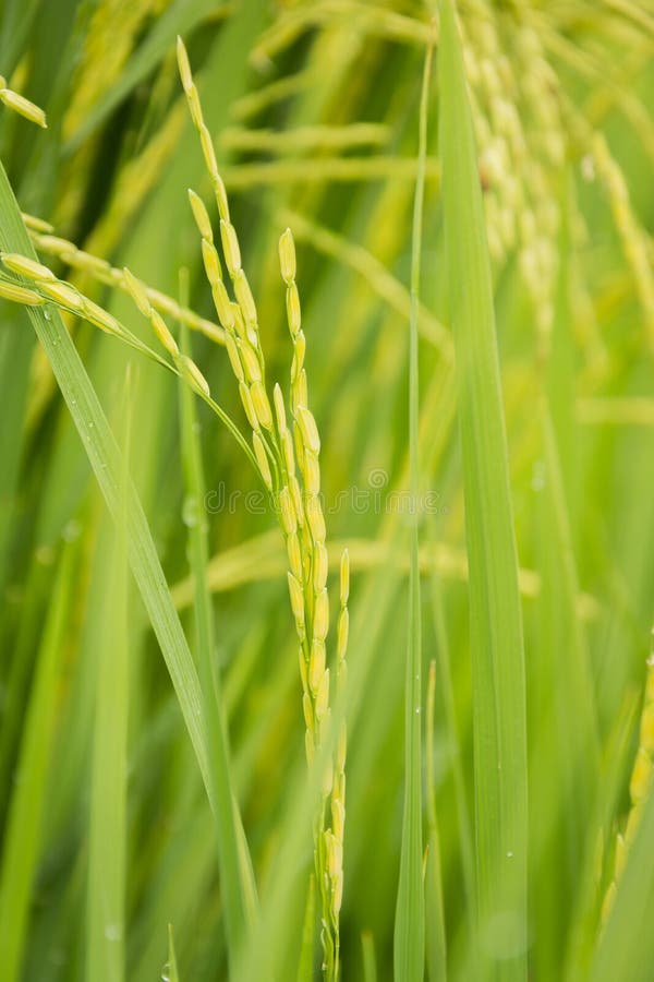 Rice on Rice Leaves Background. Stock Photo - Image of autumn ...