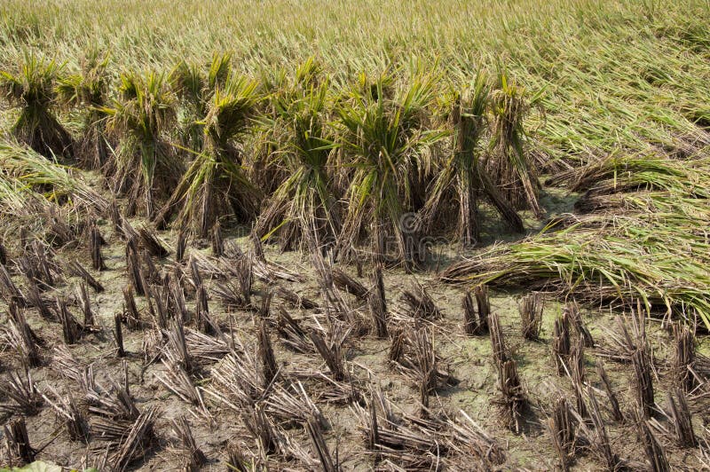Rice and rice straw stock photo. Image of crop, pattern - 21463218