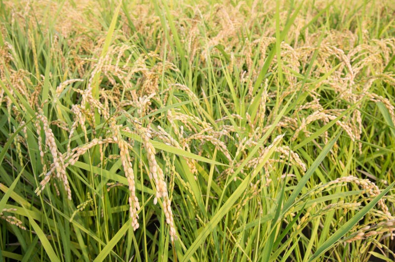 Rice ripe stock image. Image of crop, asian, grain, cultivated - 34059303