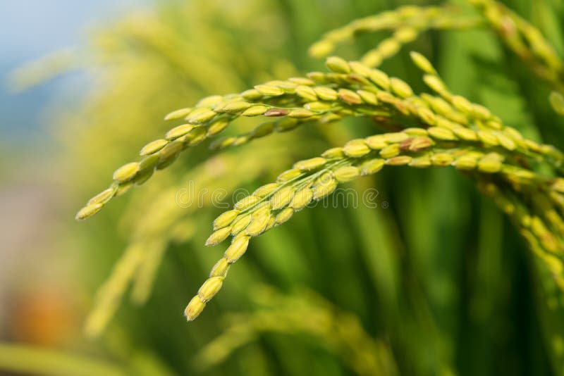 Rice ripe stock image. Image of growth, natural, closeup - 34200529