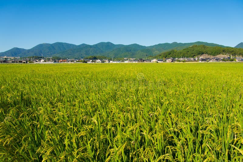 Rice ripe stock image. Image of fresh, farming, rural - 34205463