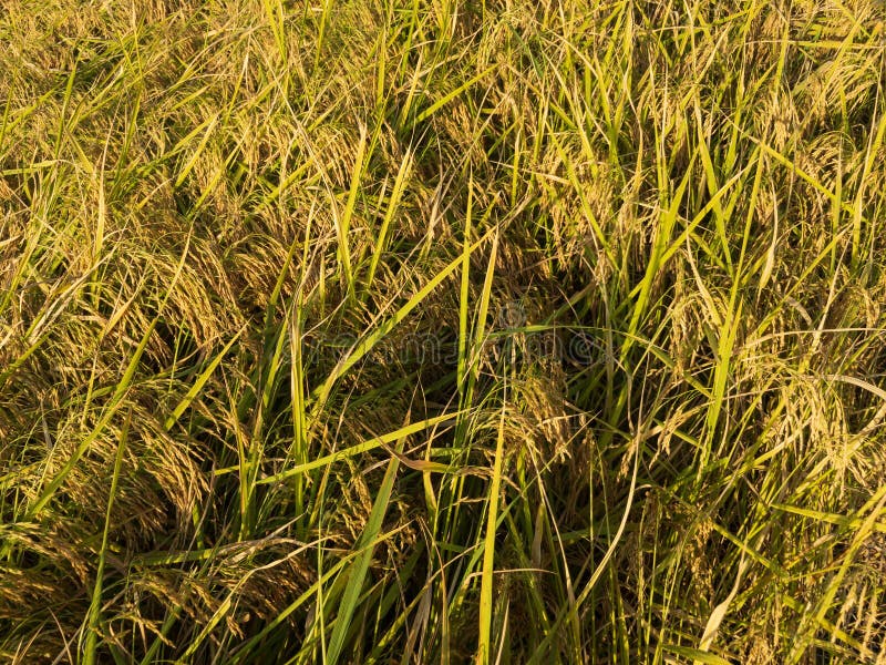 Rice Ripening in the Fields Stock Image - Image of countryside, rural ...