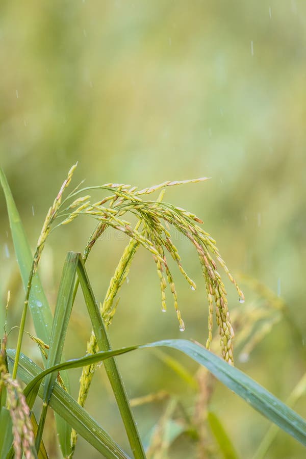 Rice that Ripens in the Rain Stock Photo - Image of branch, crop: 289922018