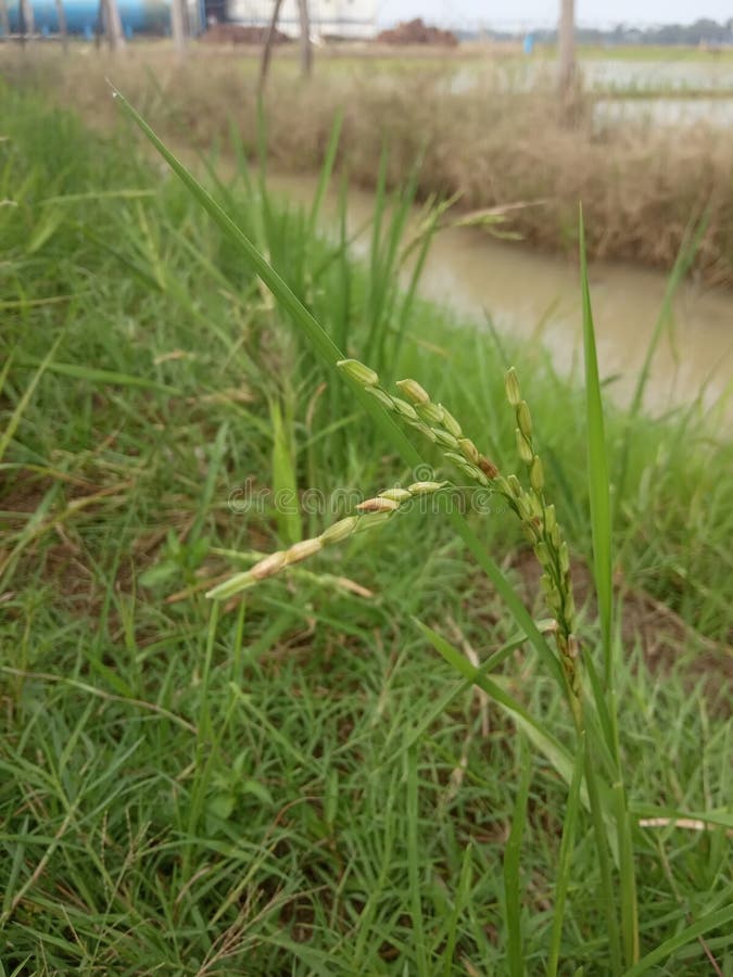 Rice by the river stock photo. Image of herb, shrub - 243388394