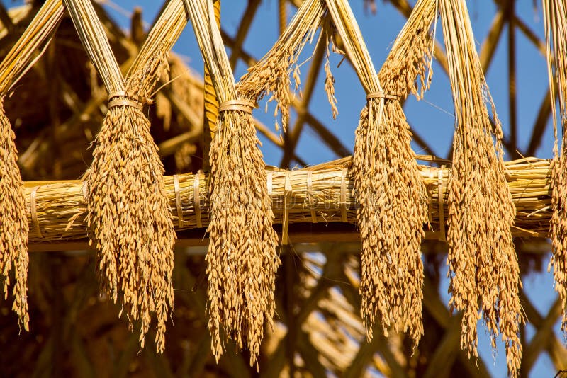 Rice roof. stock photo. Image of rural, yellow, asia - 83540542