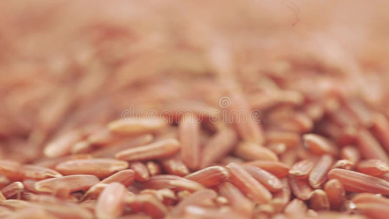 Red Kernel Rice in bulk stock video. Video of healthy - 112477533