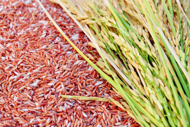 Rice s grains. stock photo. Image of grain, golden, beautiful - 53049662
