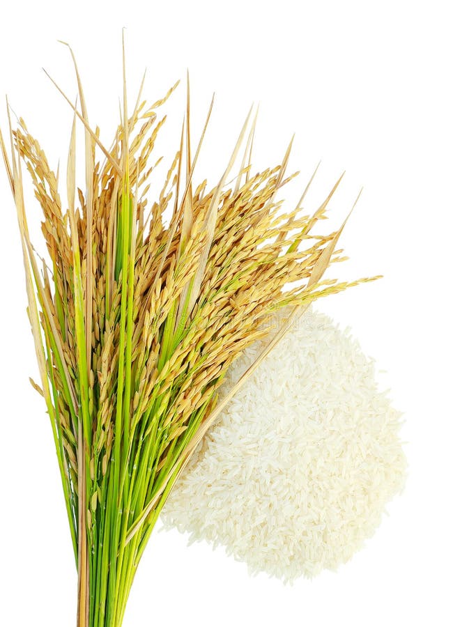 Rice S Grains,Ear of Rice on White Background. Stock Image - Image of ...