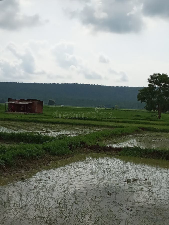 Rice Field Fill by Water .small Field of Rice Crop Stock Image - Image ...