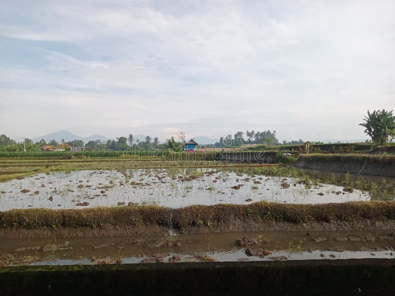 Rice scape stock photo. Image of mudflat, village, reservoir - 263959660