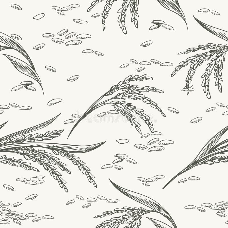 Rice Plant Drawing Stock Illustrations – 2,953 Rice Plant Drawing Stock ...
