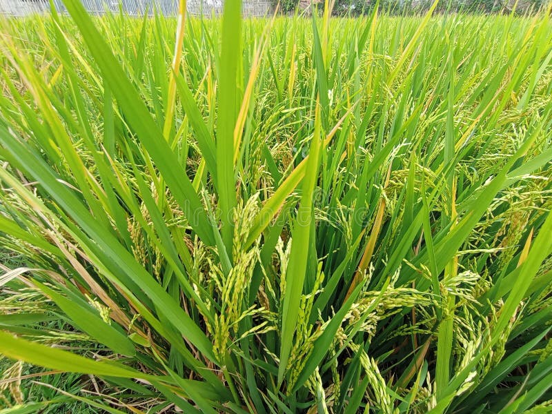 Rice season has started stock photo. Image of grass - 294517280