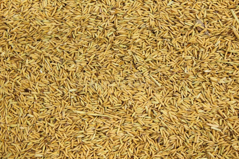 Rice Seed stock photo. Image of nutrition, full, food - 15424702