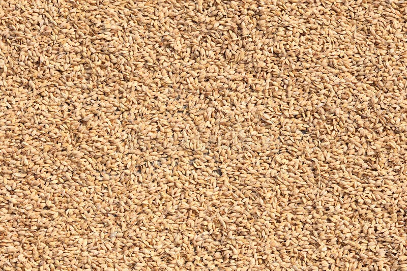 Rice seed stock image. Image of crisis, healthy, object - 25691227