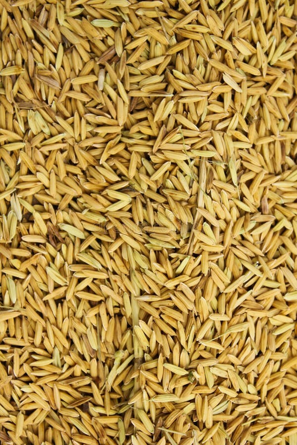 Rice grains mix color stock photo. Image of background - 49587650