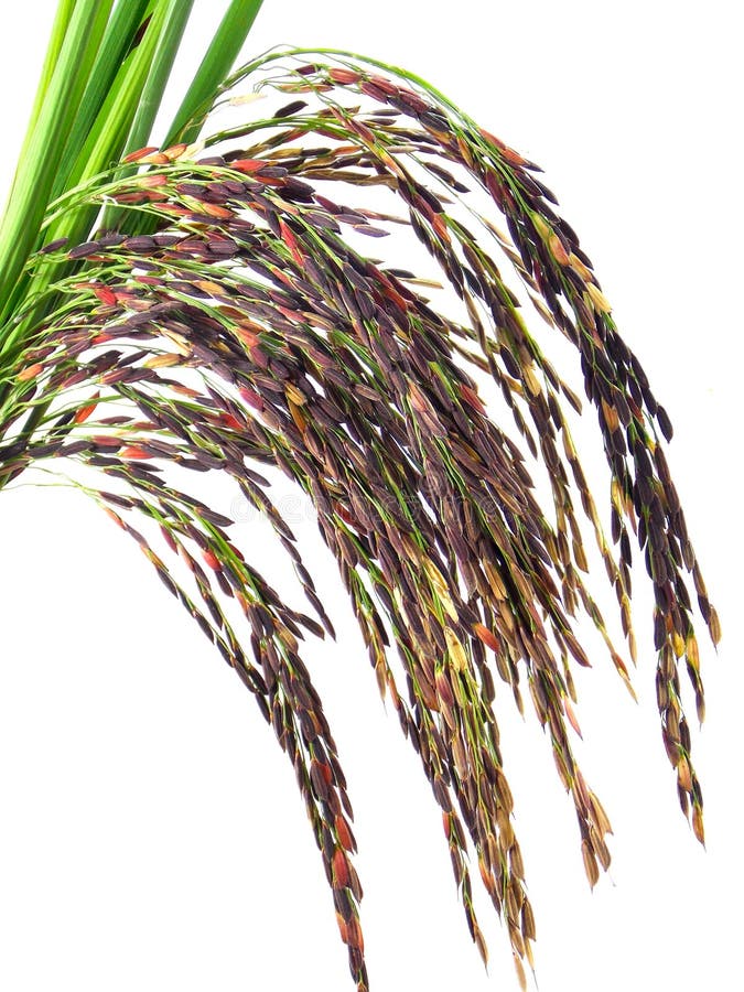 Rice seed Background stock photo. Image of grain, field - 63782164