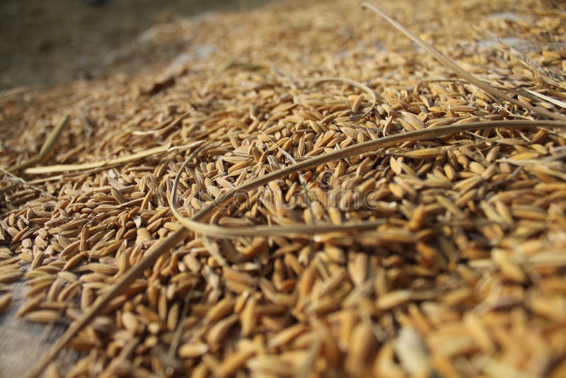 Rice Seed stock image. Image of health, crop, harvest - 93988271