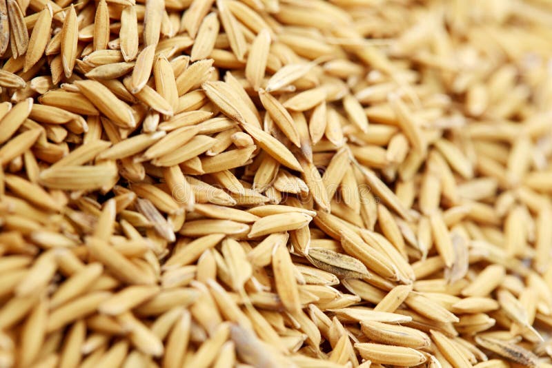 Rice Seed Background & Texture Stock Image - Image of minerals, cooking ...