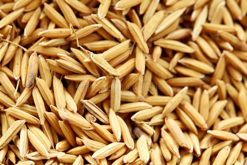 Rice Seed Background & Texture Stock Image - Image of growing, business ...