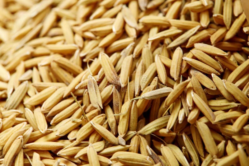 Rice Seed Background & Texture Stock Image - Image of keyword, detail ...