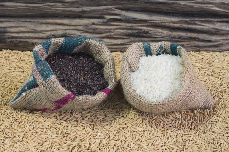 Rice seed stock photo. Image of grain, healthy, dietary - 62480950