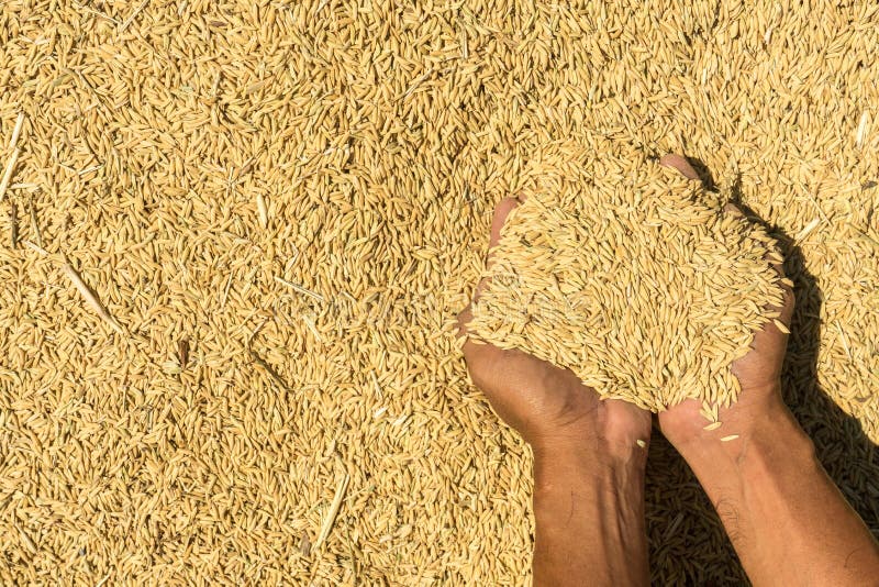 Rice seed in farmer hand stock image. Image of clean - 131315597