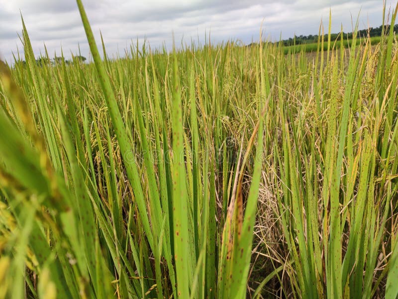 Rice seed farming stock photo. Image of farming, seed - 169617458
