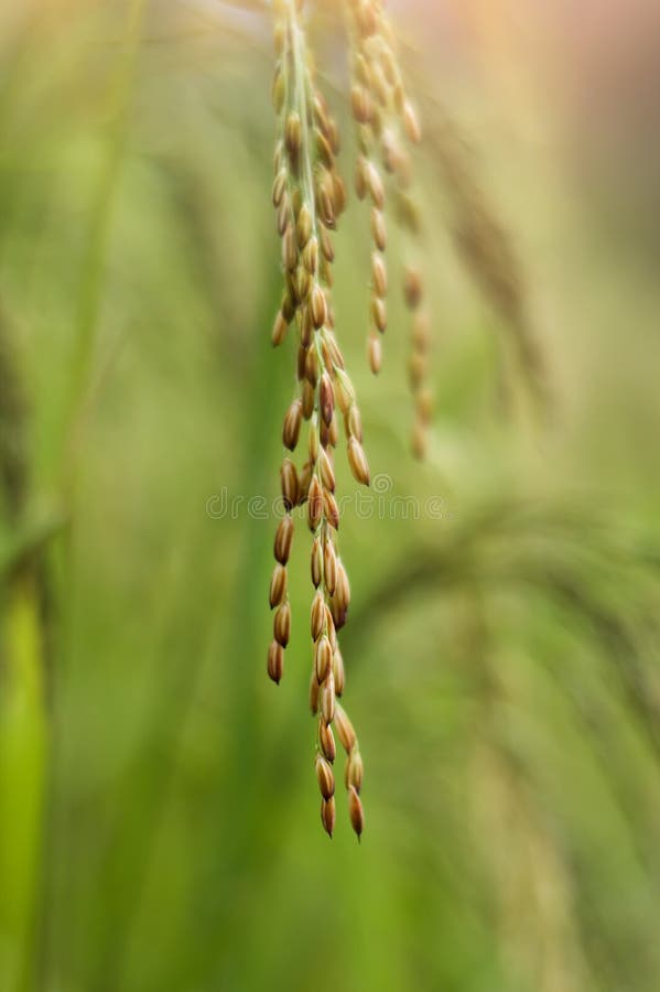 Rice seed in the field stock image. Image of sunset - 129176583