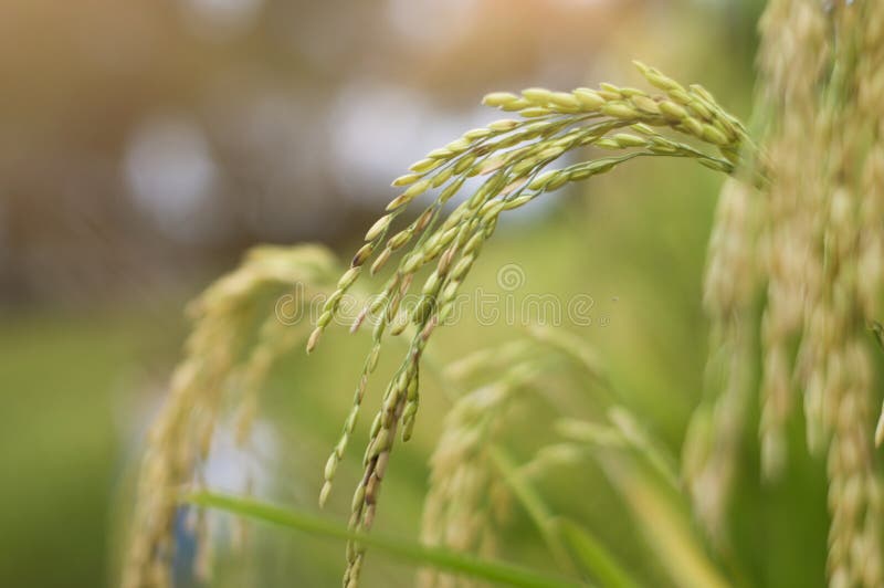 Rice seed in the field stock photo. Image of field, food - 129176728