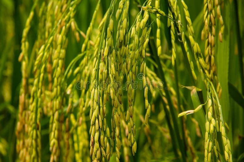 Rice seed in field stock image. Image of agriculture - 230996385