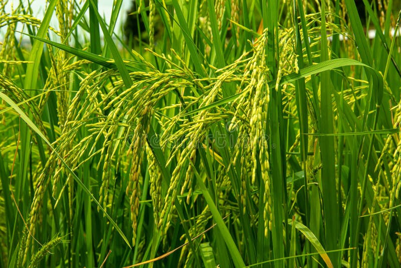 Rice seed in field stock photo. Image of foliage, harvest - 230996400