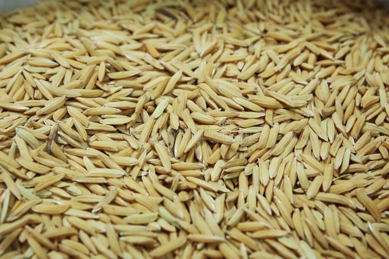 Rice seed stock image. Image of seed, farmland, brown - 83658385