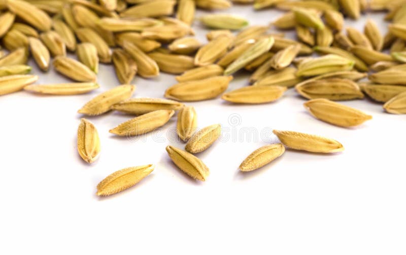 Rice seed. stock photo. Image of ingredient, growth, grained - 35205144