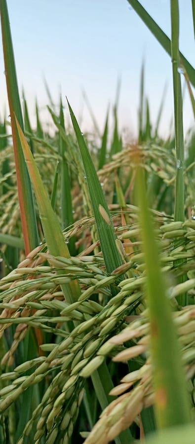 Rice Seed Padi Farmer Green Stock Photo - Image of rice, padi: 285259456