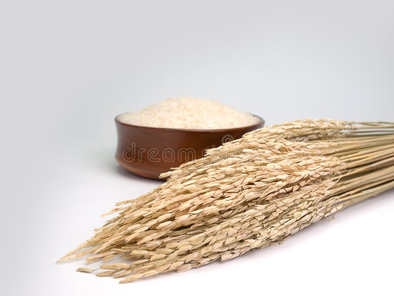 Rice seed stock image. Image of grain, food, jasmine - 65533351