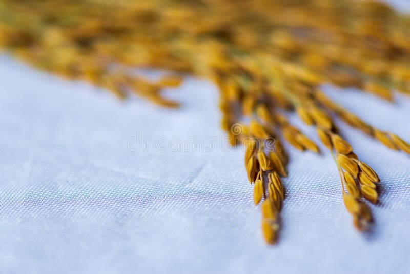 793 Corn Seed Cloth Background Stock Photos - Free & Royalty-Free Stock ...