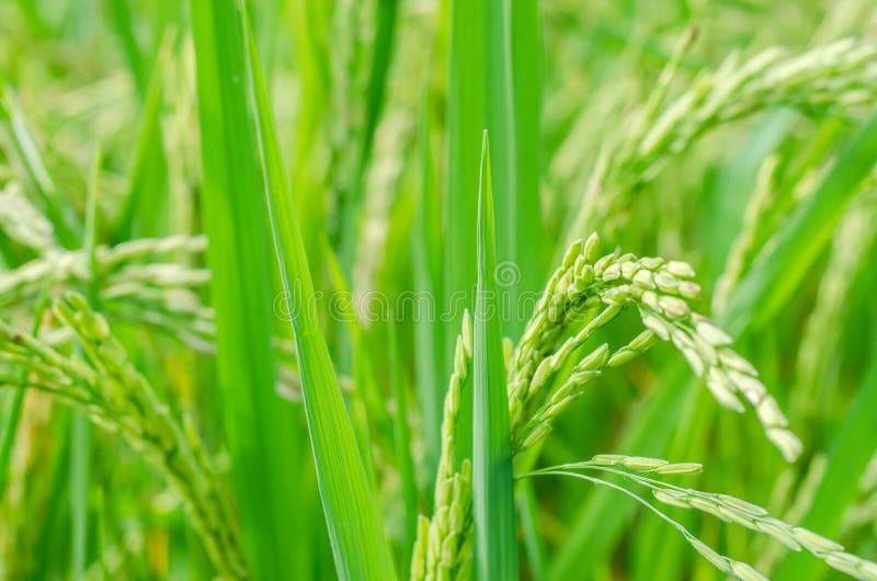 Rice seed ripe in field stock photo. Image of glory, cultivation - 82350906