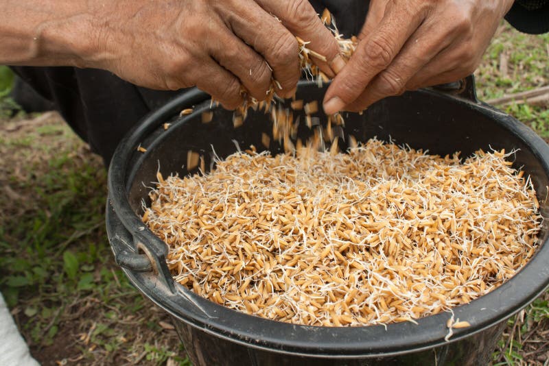 Farmer Sow The Seeds Rice In Farm Stock Image - Image of seed, sowing ...