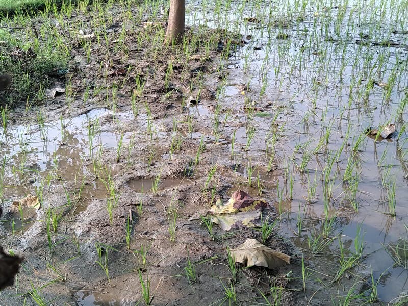Rice Seed Transplantation in Field Stock Photo - Image of field ...