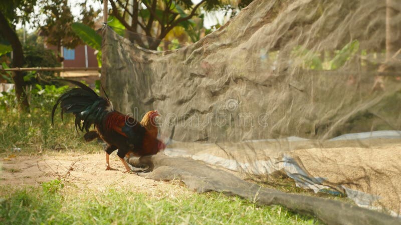 Rooster Pecking for Rice Seeds Laid on a Ground Tarp Stock Video ...