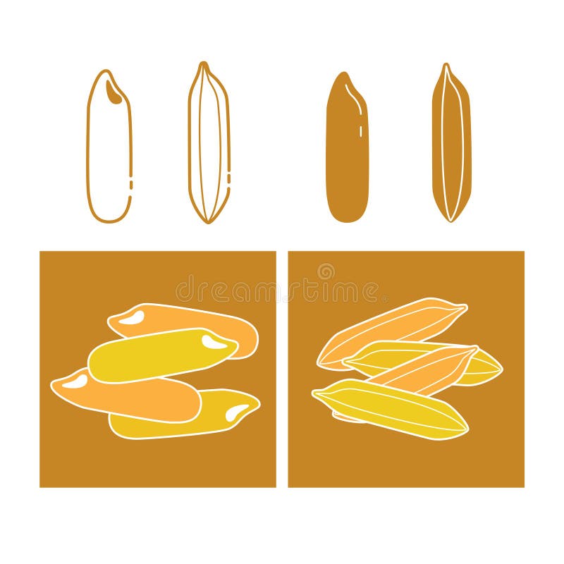 Rice seed icon stock vector. Illustration of crop, design - 330884778