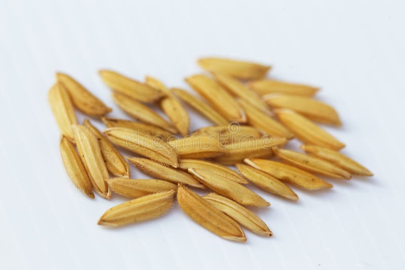 Rice seed stock image. Image of cereal, nature, organic - 25691227