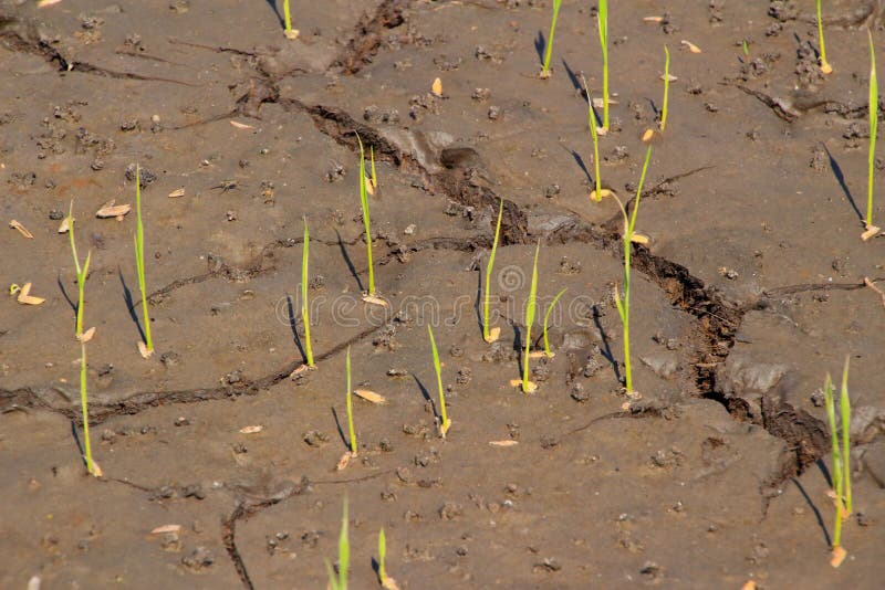 Rice seeding stock image. Image of seed, ground, agriculture - 36712203