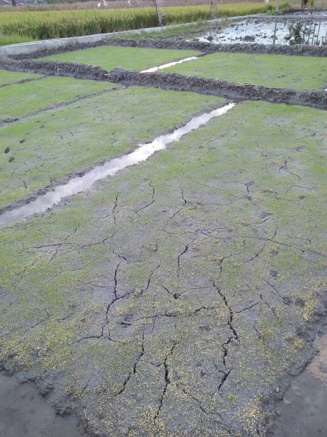 Rice Seeding Process in Paddy Fields Stock Photo - Image of rice, paddy ...