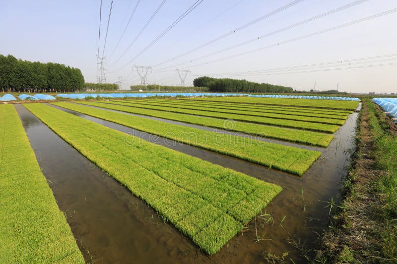 Rice seedling bed stock photo. Image of industry, paddy - 364034944