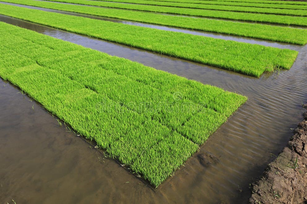 Rice seedling bed stock image. Image of spring, field - 371049933