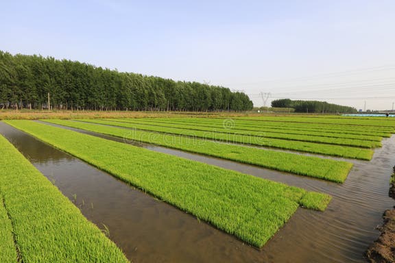 Rice seedling bed stock photo. Image of planting, agricultural - 371156932