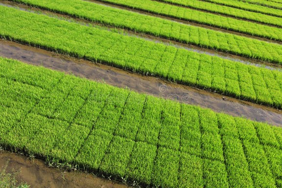 Rice seedling bed stock image. Image of rural, planting - 371156945