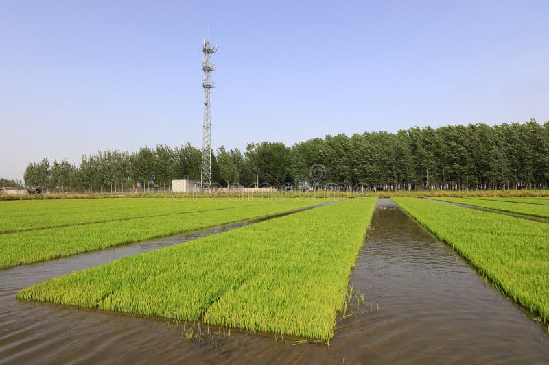 Rice seedling bed stock photo. Image of fields, germination - 378768628
