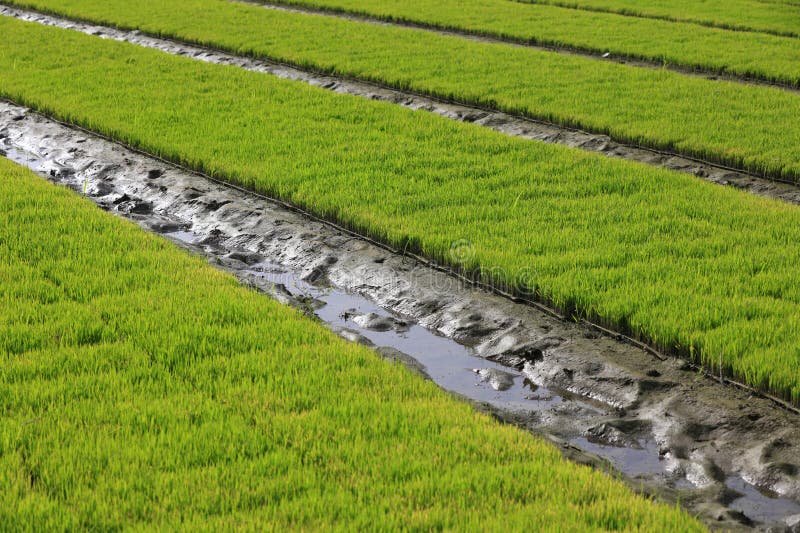 Rice seedling bed stock image. Image of planting, farmhouse - 378768695